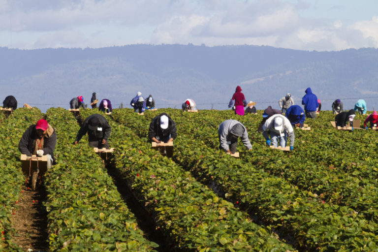 Unsung Heroes: Mexican Laborers Still Working Hard In The Fields ...